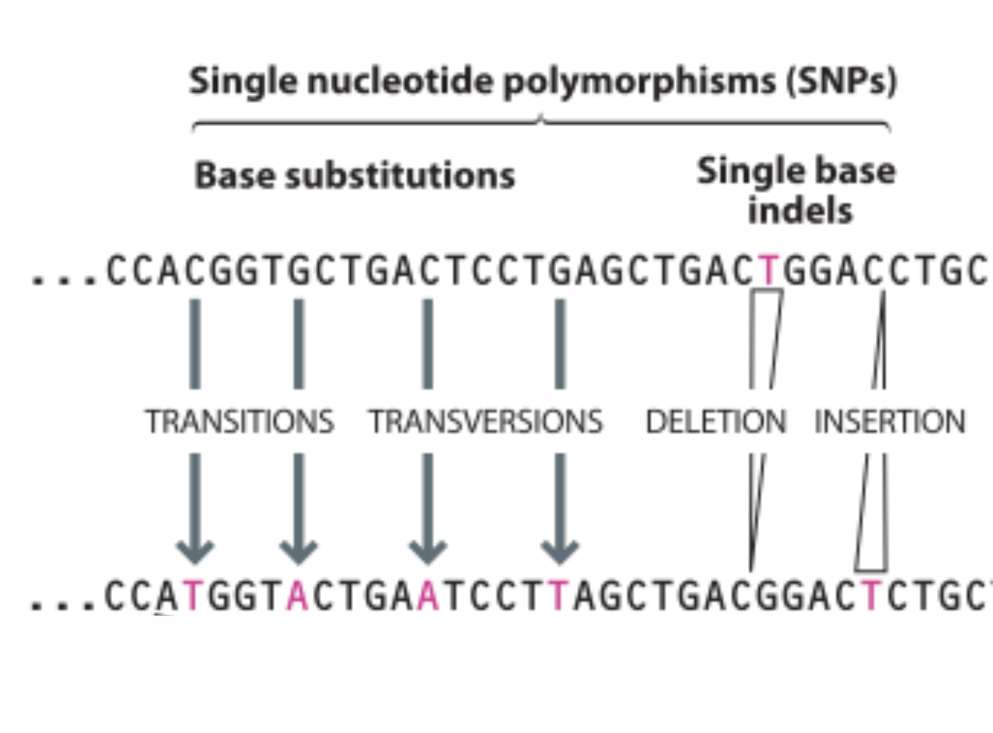 Sistemas polimórficos de interesse antropológico, médico e forense: Tipos de polimorfismo ...